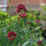 Centranthus ruber | Centranthus ruber 'Pretty Betsy' | Jupiter's Beard ...
