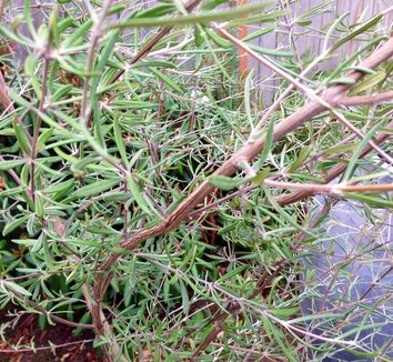 Olearia from multiple nurseries on Plant Lust