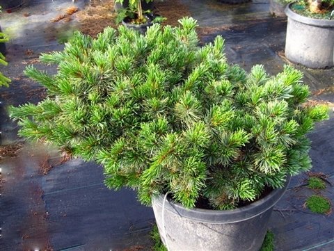 Pinus pumila 'Dwarf Blue' | Dwarf Blue Siberian Dwarf Pine | plant lust