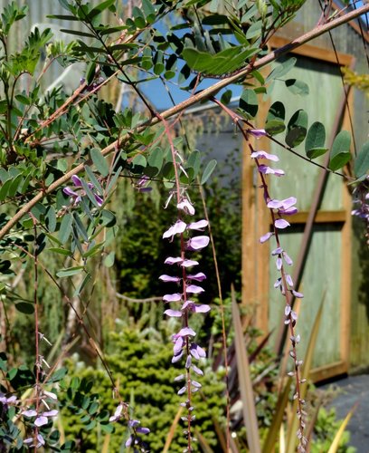 Indigofera pendula | Weeping Shrub | plant lust