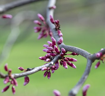 Cercis from multiple nurseries on Plant Lust
