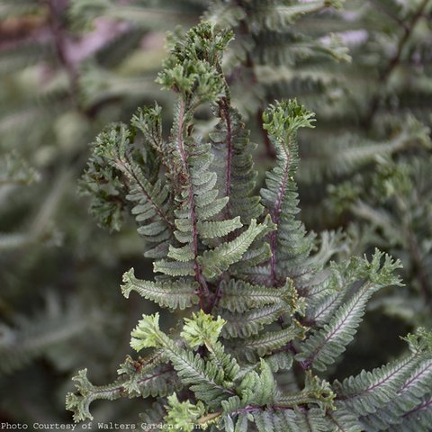 Athyrium niponicum 'Crested Surf' | Crested Surf Japanese Painted Fern ...