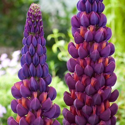 Lupinus Westcountry™ 'Masterpiece' PP19739 | Lupinus Westcountry ...