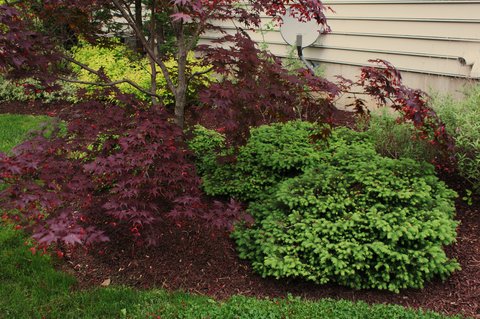 Picea abies 'Nidiformis' | Picea abies 'Nudiform' | Nidiformis Bird's ...