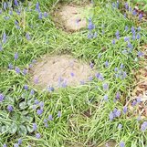 Muscari 'Alida' | Muscari armeniacum 'Alida' | Grape Hyacinth | plant lust