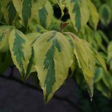 Cornus florida 'Sunset' PP06305 | Cornus florida 'Cherokee Sunset ...