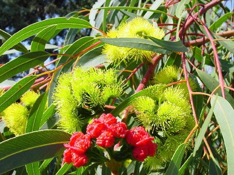Eucalyptus erythrocorys | Red Capped Gum | plant lust