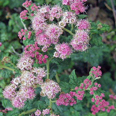 Spiraea japonica 'Bullata' | Spiraea bullata | Spiraea crispifolia ...