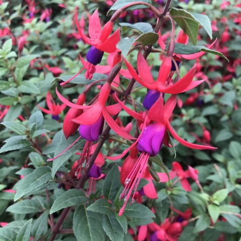 Fuchsia 'Baby Blue Eyes' | | plant lust