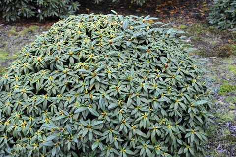 Rhododendron pronum | plant lust