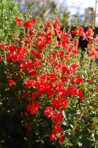 Alonsoa meridionalis red-flowered | Alonsoa meridionalis 'Red' | Red ...