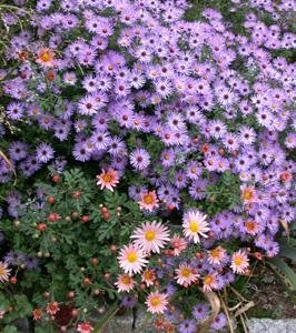 Symphyotrichum oblongifolium 'Raydon's Favorite' | Aster oblongifolium ...