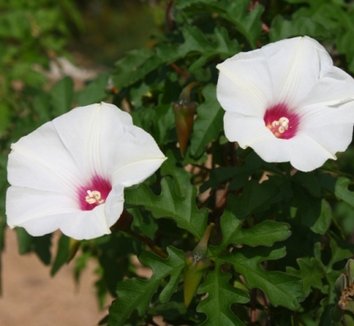 Merremia from multiple nurseries on Plant Lust