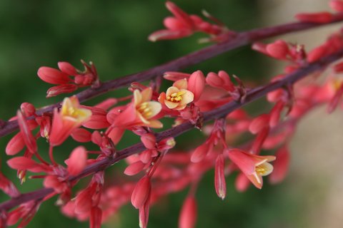 Hesperaloe parviflora | Red Yucca | plant lust