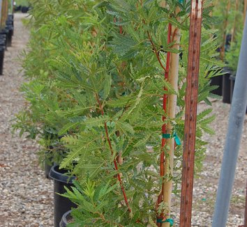 Lyonothamnus from multiple nurseries on Plant Lust