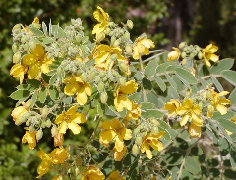 Senna lindheimeriana | Lindheimer's Senna | Velvetleaf Cassia | plant lust