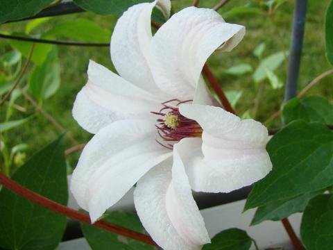 Clematis Princess Kate™ PP23850 | Clematis 'Princess Kate' | Clematis ...