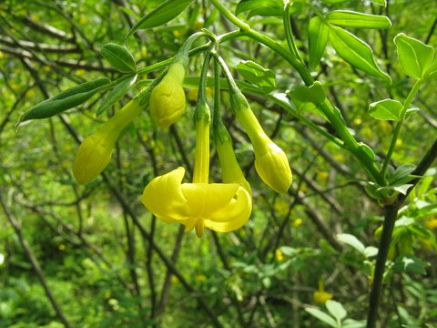 Jasminum humile | Himalayan Jasmine | plant lust