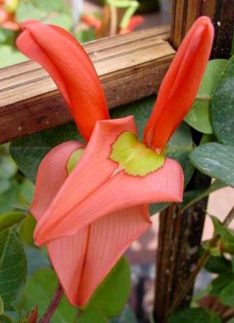 Kennedia beckxiana | Cape Arid Climber | plant lust
