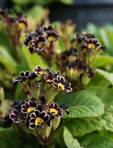Primula Silver-laced Group [black] | Primula 'Victoriana Silver Lace ...