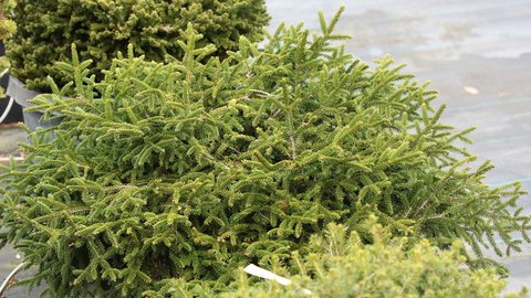 Picea orientalis 'Ferny Creek Prostrate' | Ferny Creek Prostrate ...