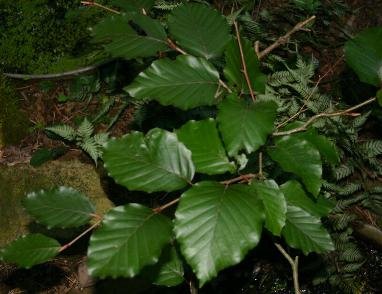Fagus sylvatica 'Tortuosa Purpurea' | Contorted Purple European Beech ...