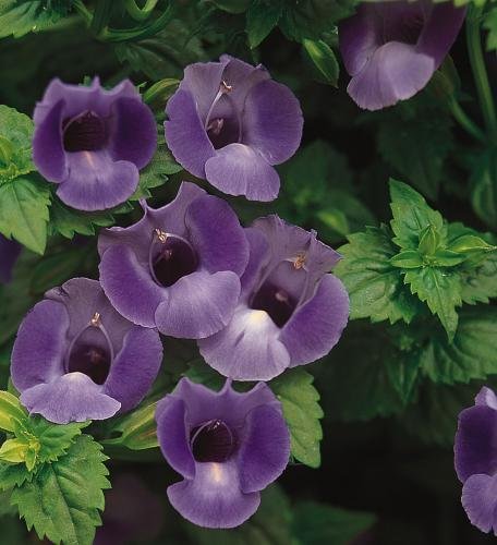 Torenia Summer Wave® Blue PP10843 | Torenia 'Summer Wave Blue' | Summer ...