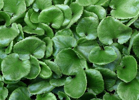 Gunnera monoica | | plant lust