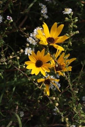 Helianthus simulans | Muck Sunflower | Tall Narrow-Leaved Swamp ...