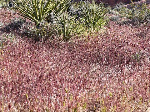 Bromus rubens | Anisantha madritensis | Bromus madritensis ssp. rubens ...