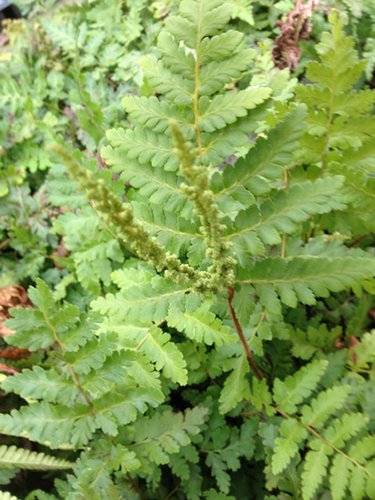 Anemia tomentosa | Hairy Flowering Fern | plant lust