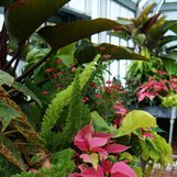 Asparagus densiflorus 'Myersii' | Asparagus meyeri | Foxtail Fern ...