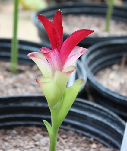 Curcuma 'Panama Purple' | Panama Purple Ginger | plant lust