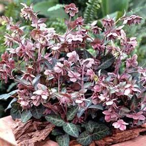 Helleborus lividus 'Pink Marble' | plant lust
