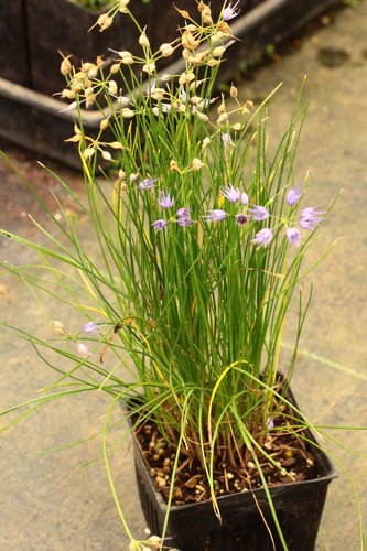 Allium cyaneum | Allium cyaneum [blue] | Ornamental Onion | plant lust