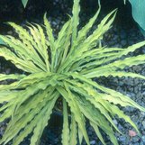 Hosta 'Curly Fries' | | plant lust