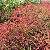 Nandina domestica 'Alpha Compacta' | Nandina 'Alpha Compacta' | Alpha ...