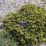 Picea abies 'Nidiformis' | Picea abies 'Nudiform' | Nidiformis Bird's ...