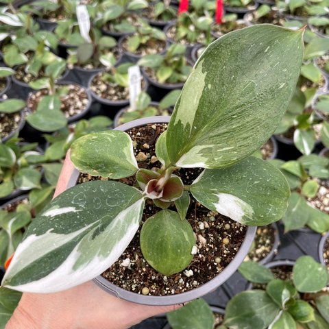 Philodendron 'White Knight' | | plant lust