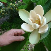 Magnolia 'Red Baron' | plant lust