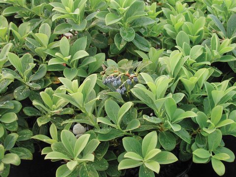 Vaccinium glaucoalbum | Vaccinium glauco-album | Grey-White Huckleberry ...