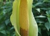 Amorphophallus | plant lust