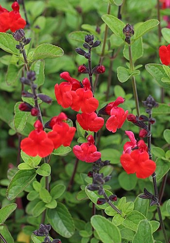 Salvia 'Royal Bumble' | Salvia greggii 'Royal Bumble' | plant lust