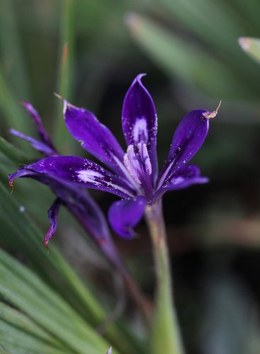 Babiana framesii | Baboon Flower | plant lust