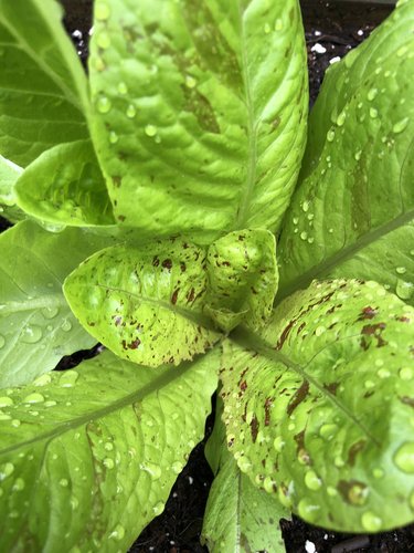 Freckles Lettuce | Romaine Lettuce | Speckled Trout Back Lettuce ...