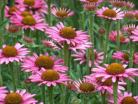 Echinacea Pixie Meadowbrite™ PP18546 | Echinacea 'Pixie Meadowbrite' | CBG Cone2 Coneflower ...