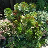 Aeonium 'Cyclops' | Giant Red Aeonium | plant lust