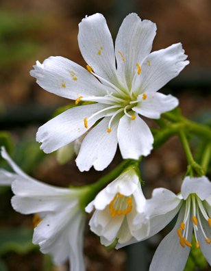 Lewisia cotyledon 'White Splendor' | plant lust