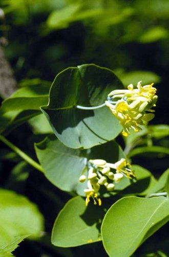 Lonicera reticulata | Lonicera prolifera | Grape Honeysuckle | plant lust