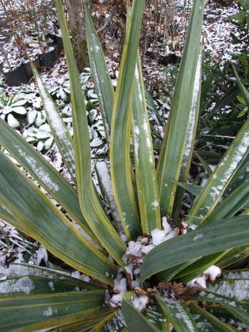 Yucca recurvifolia 'Variegata' | Variegated Weeping Yucca | plant lust